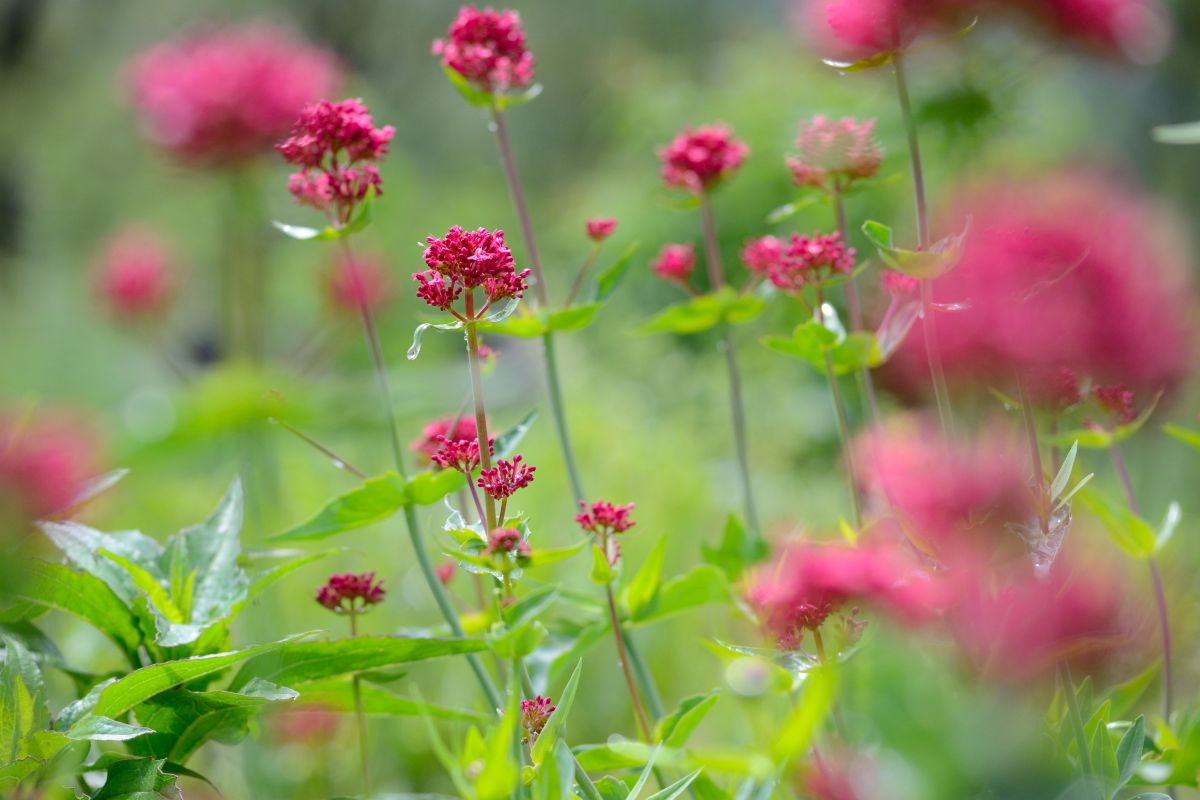 morning dew | GANREF