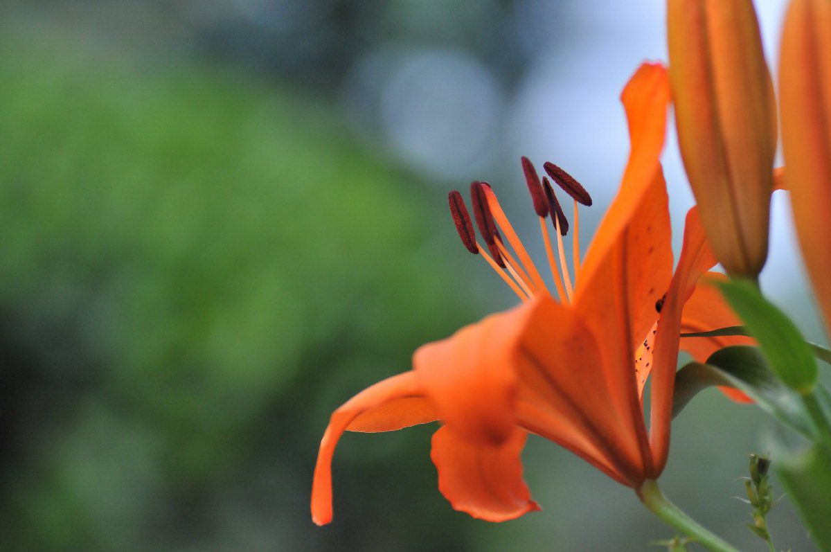 百合の花？part 2 | GANREF