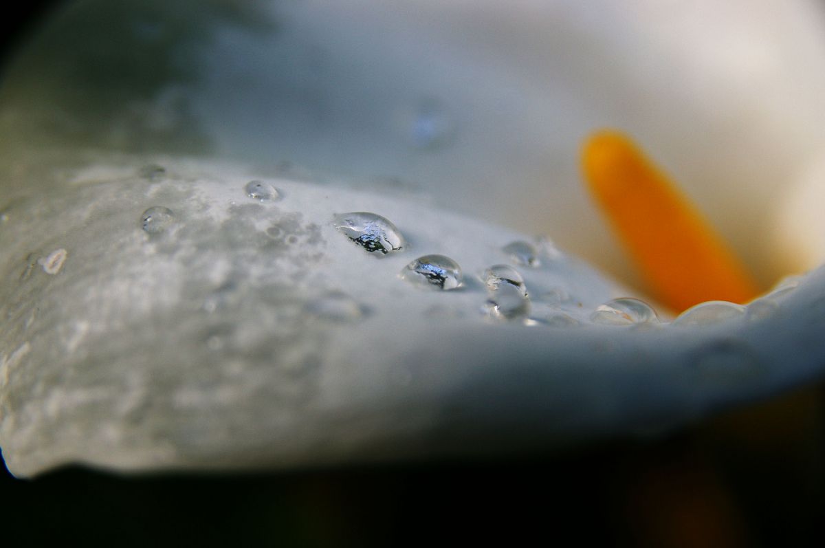 shizuku～雫～ | GANREF