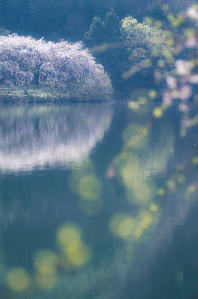 ひかり はるる。 | GANREF