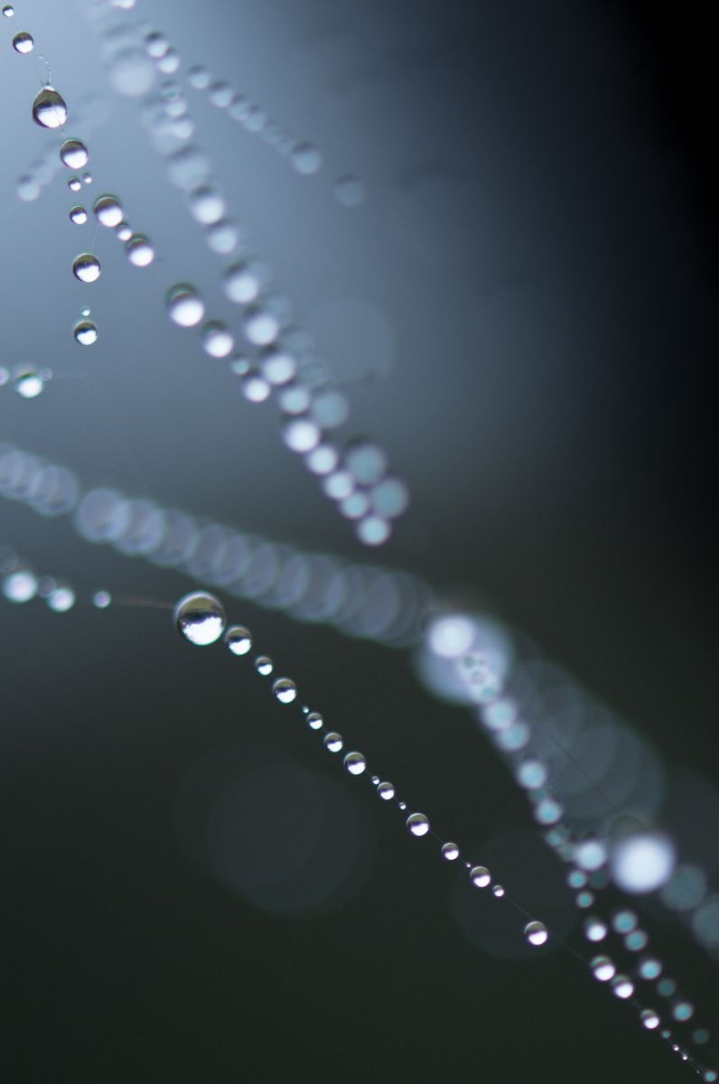 Pearl melody | GANREF