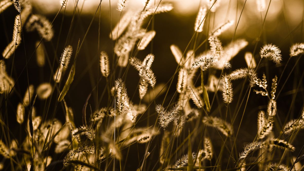 Setaria viridis type C | GANREF