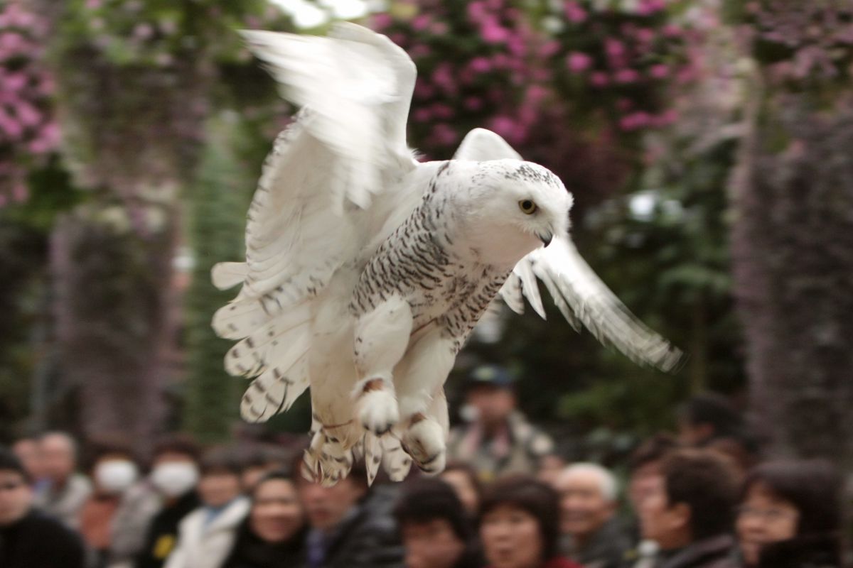 第壱話 使徒、襲来 （EPISODE:1 ANGEL ATTACK） | GANREF