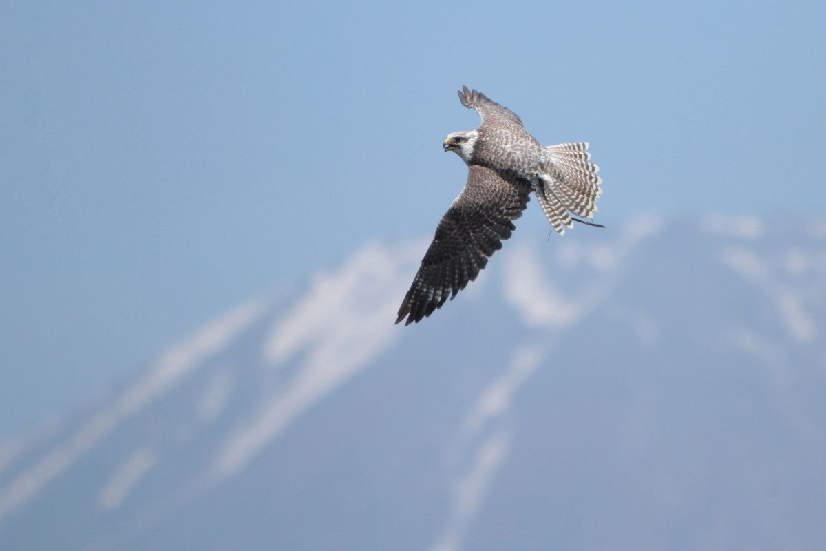 Man on the Silver Mountain | GANREF