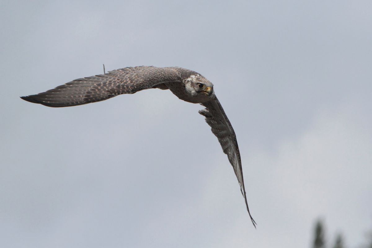 Danger Zone | GANREF