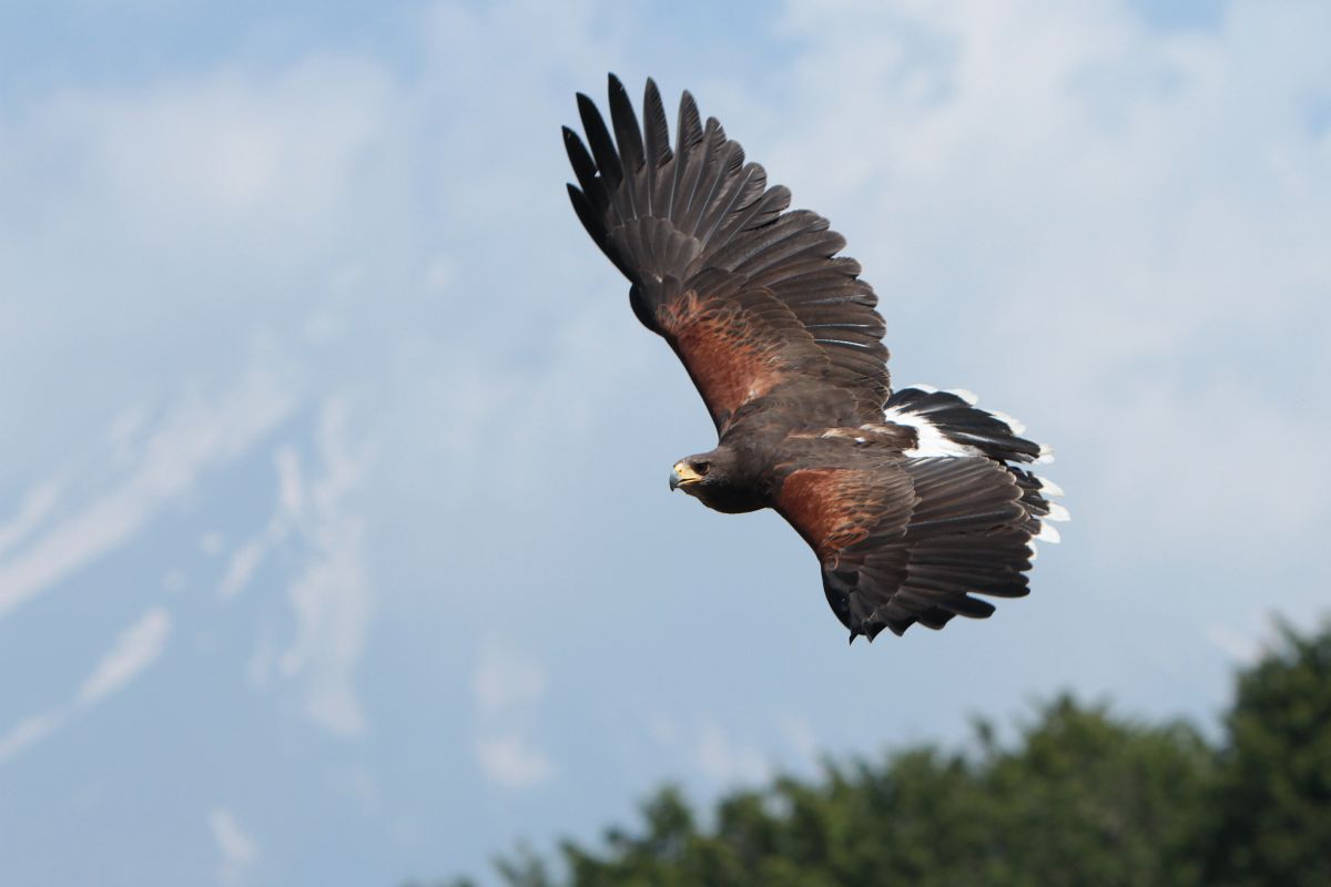 Impressive Dignity | GANREF