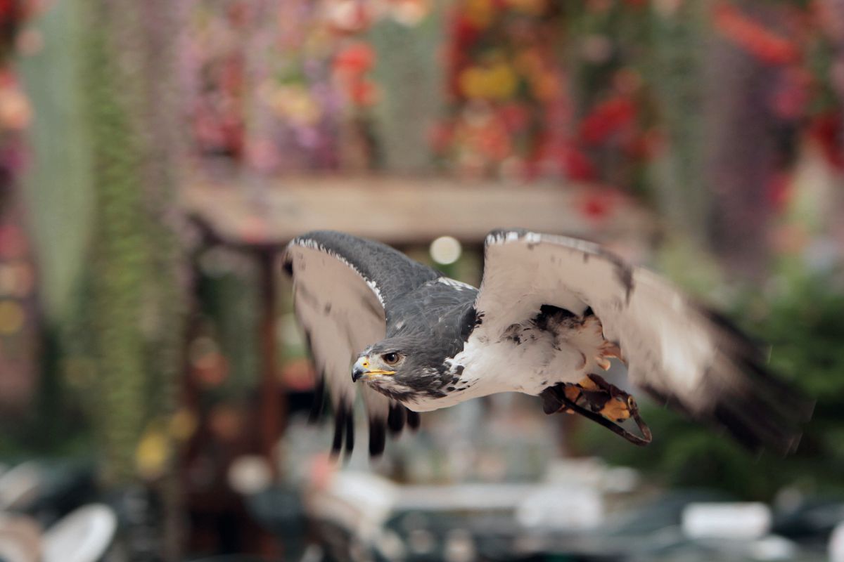 Denizen of Another World | GANREF