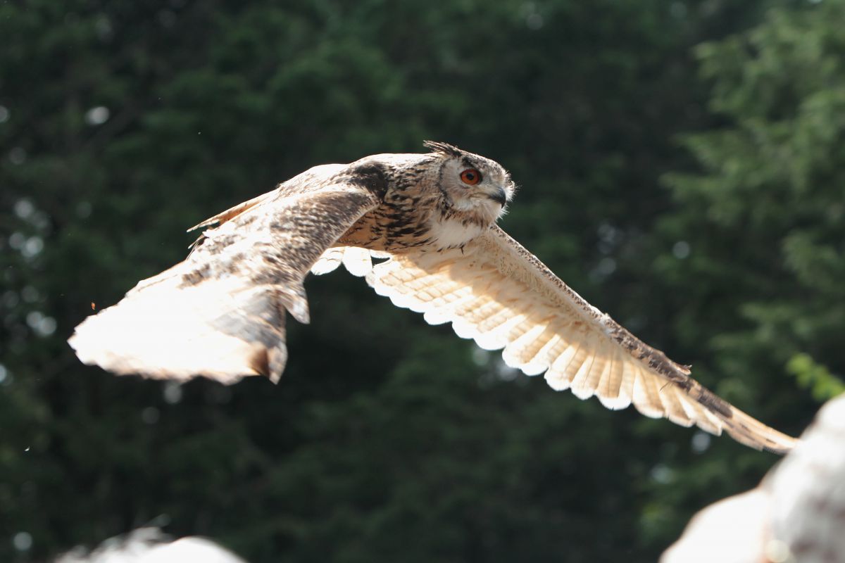 ANGEL ATTACK | GANREF