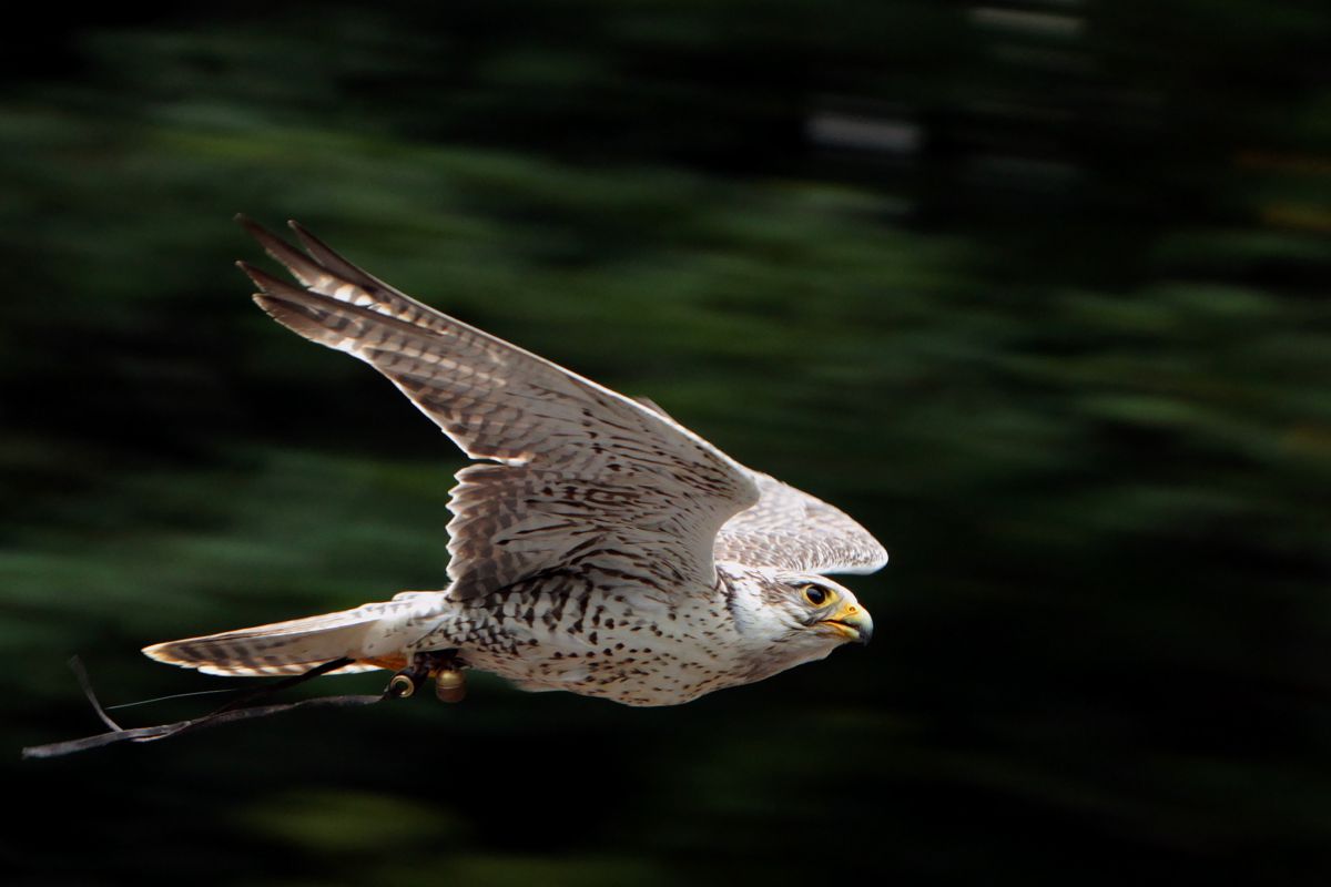 Fast & Furious | GANREF