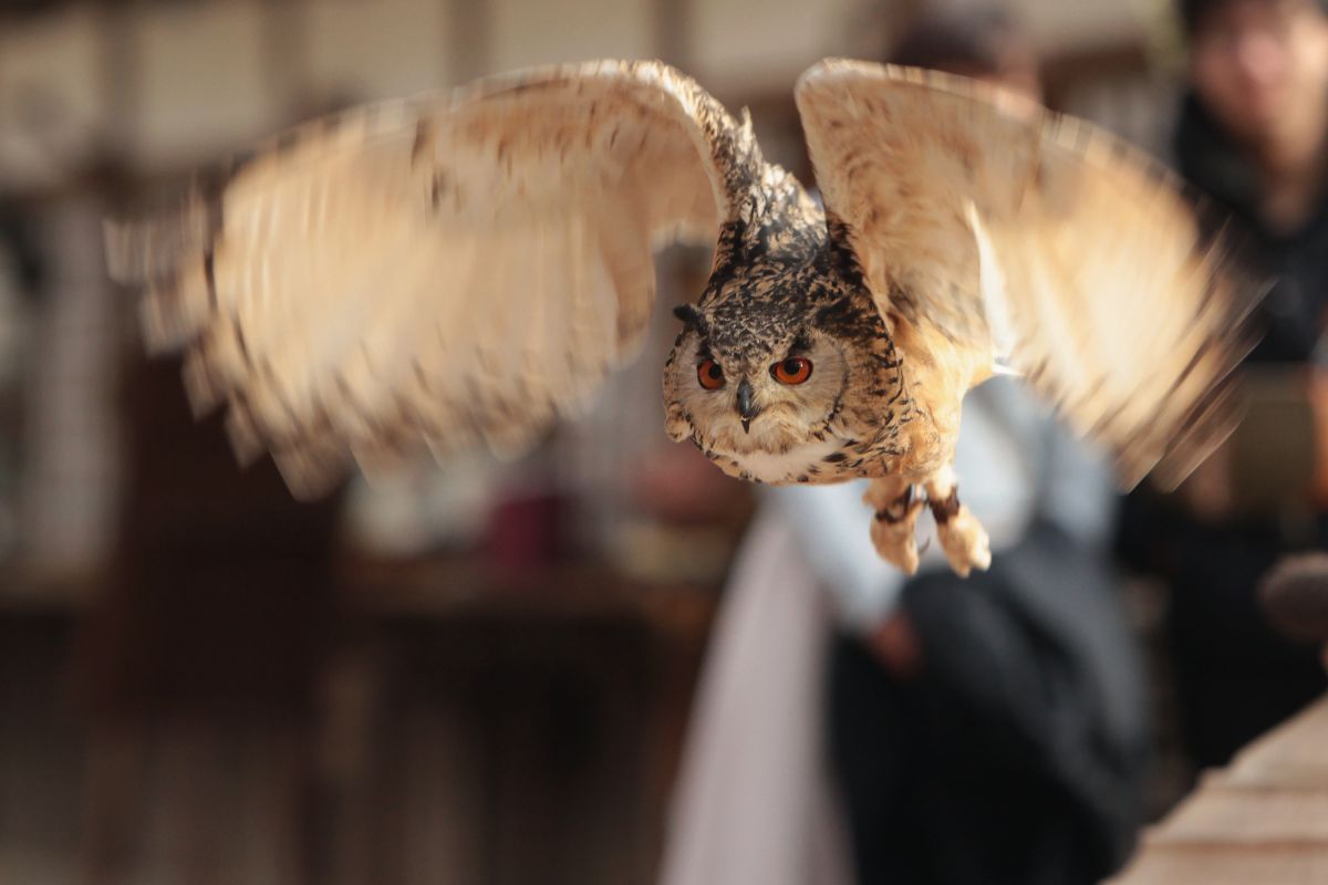 You May Be Right | GANREF