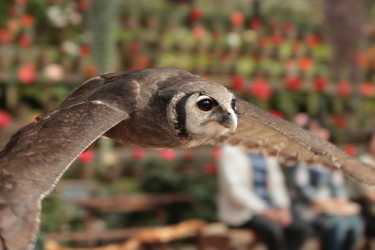 The eye is the window of the mind. | GANREF