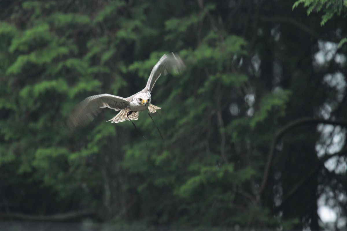 Target in Sight | GANREF