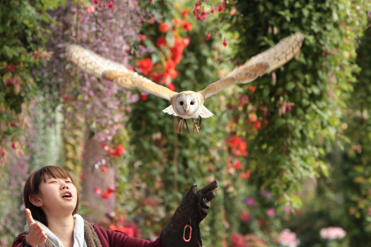 It's Showtime ! | GANREF