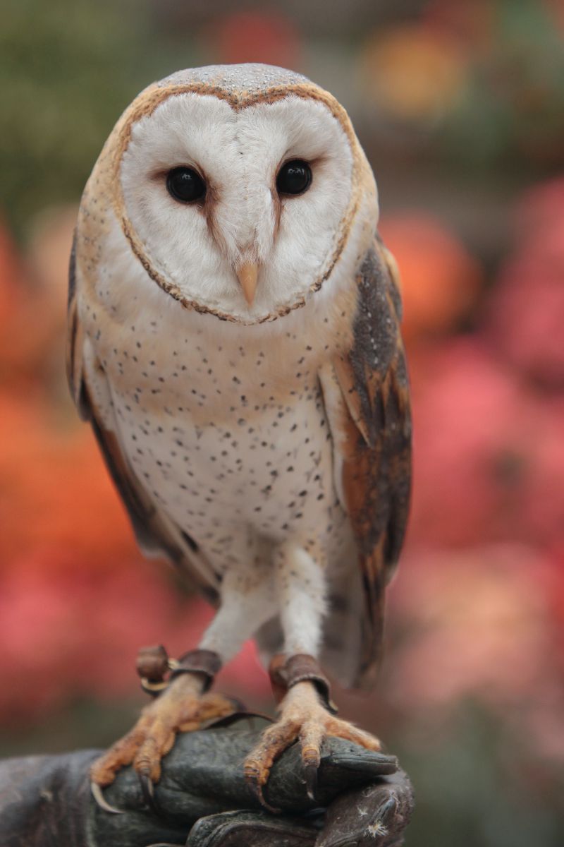 Strawberry Fields Forever | GANREF