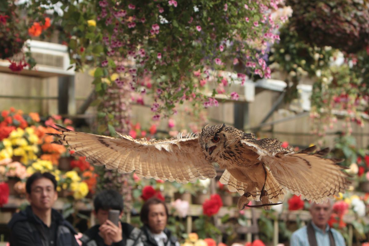 Flying Body Press | GANREF
