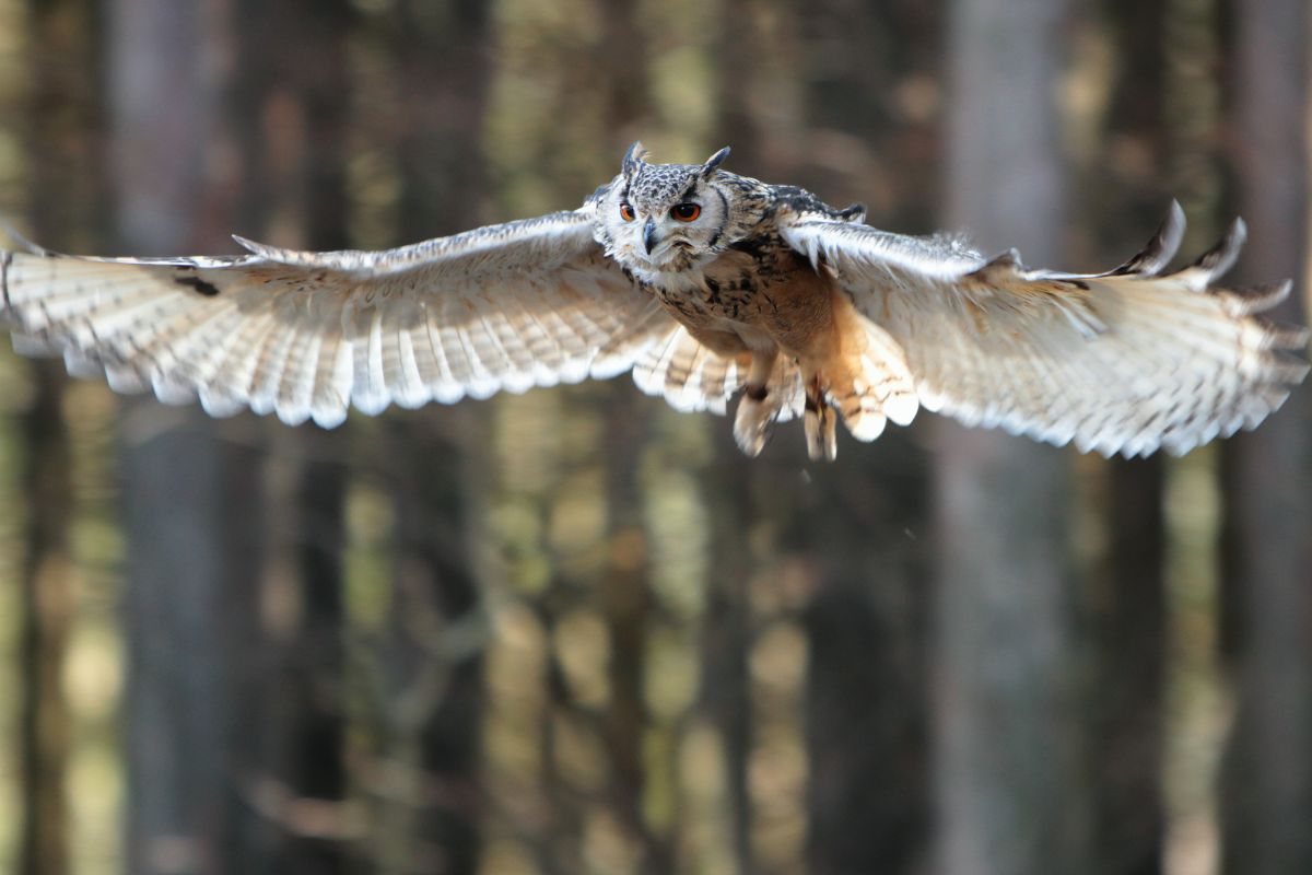 モニョ、襲来 （EPISODE:1 MONYO ATTACK） | GANREF