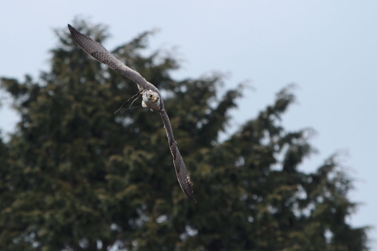 Danger Zone | GANREF