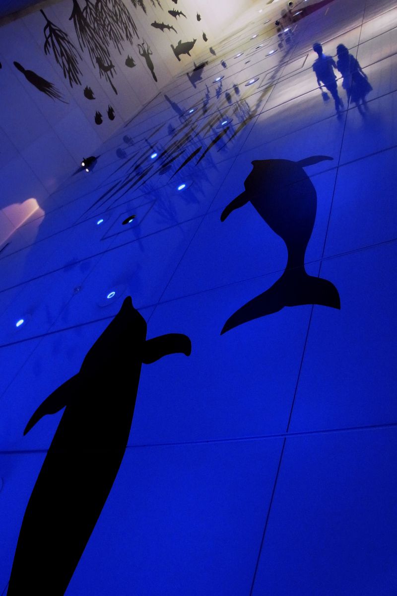 Goodbye Dolphin | GANREF