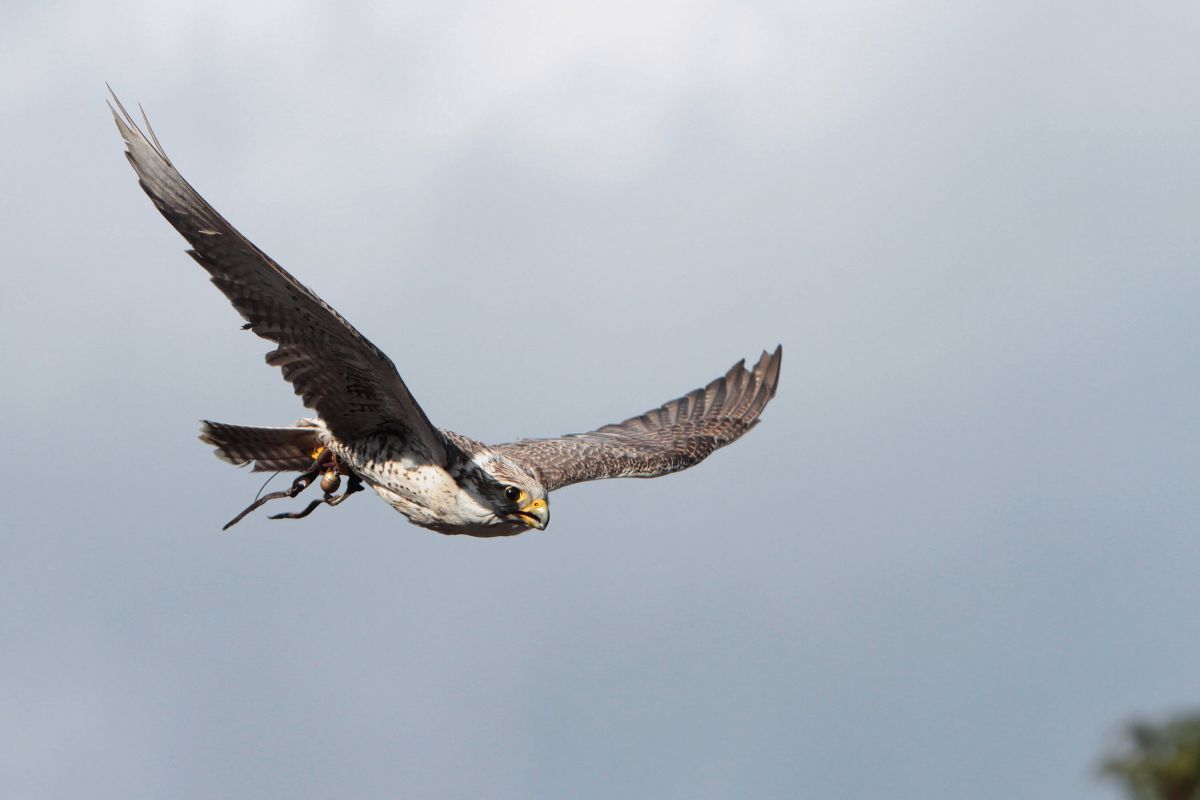 Absolute Zero θ Novatick | GANREF