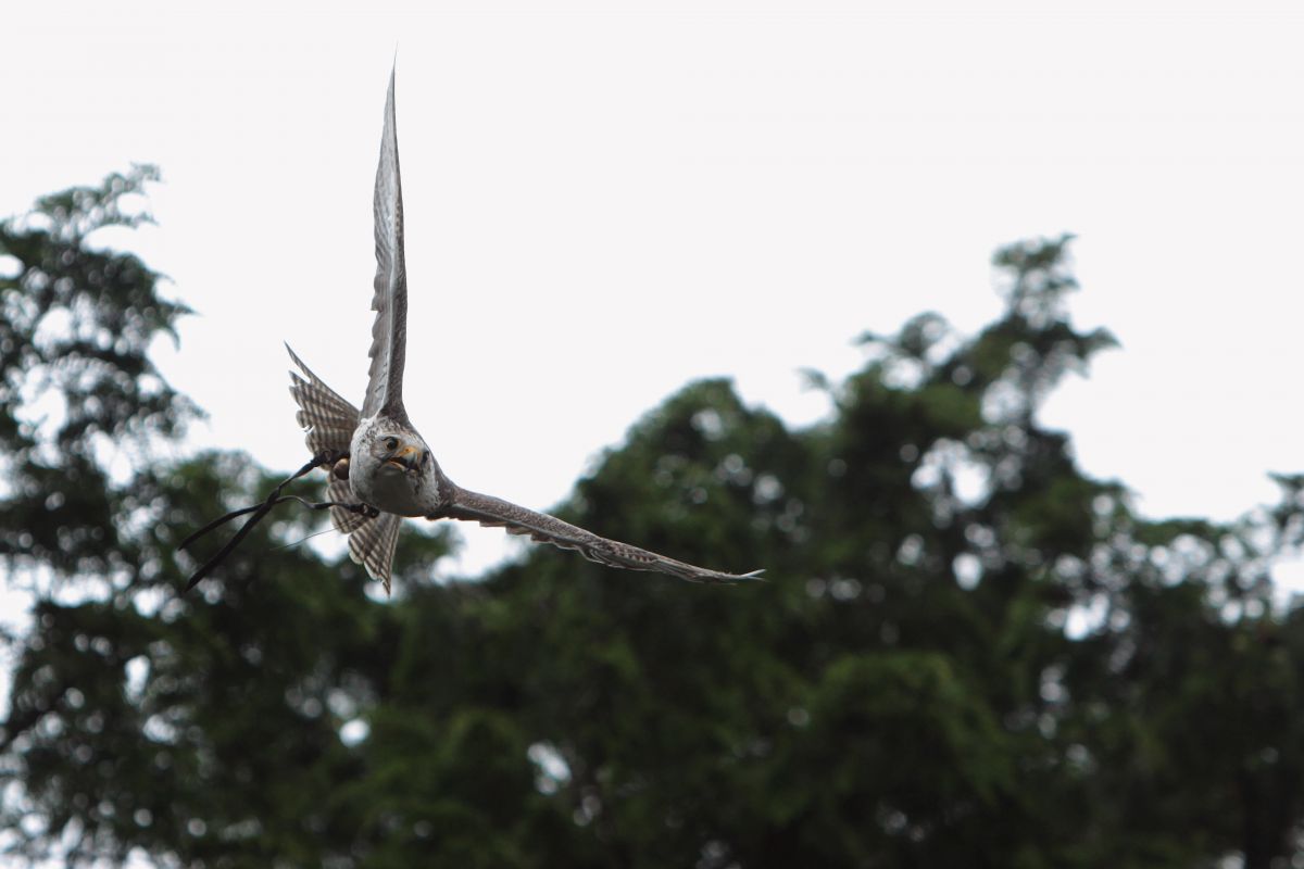 Danger Zone | GANREF