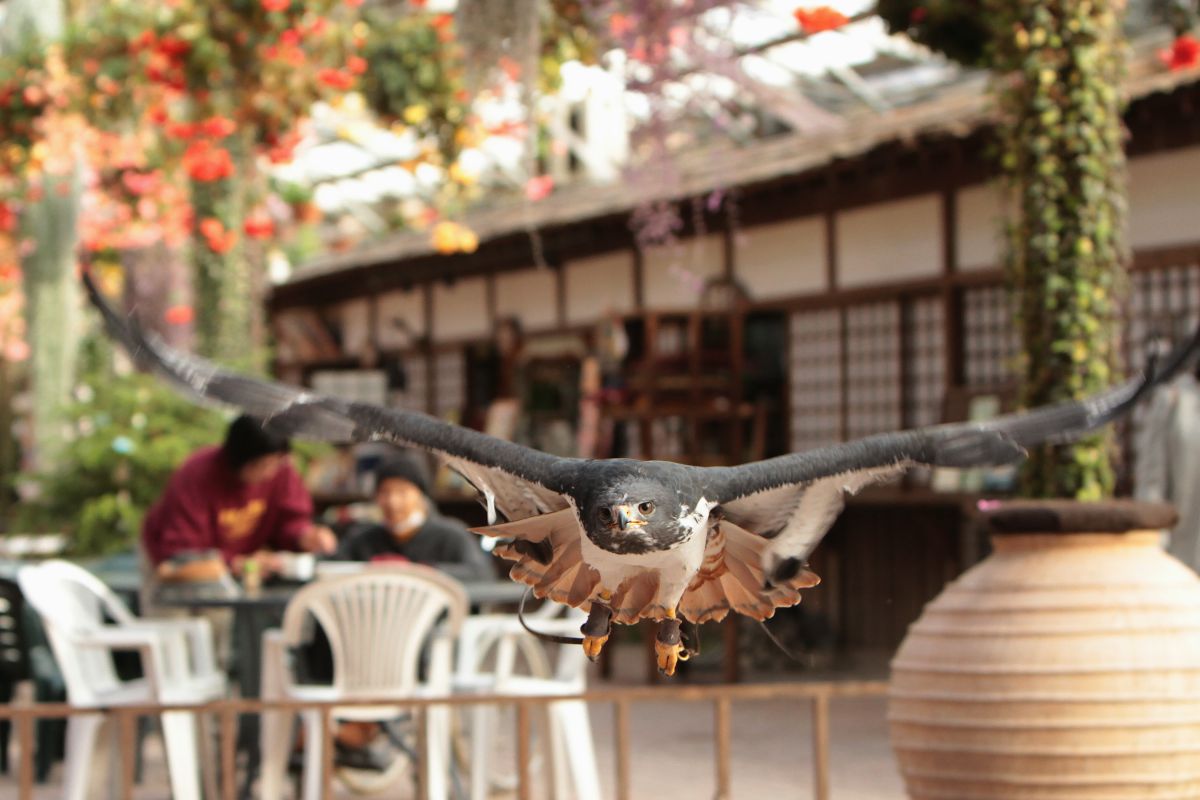 RPG （Role-Playing Game） | GANREF