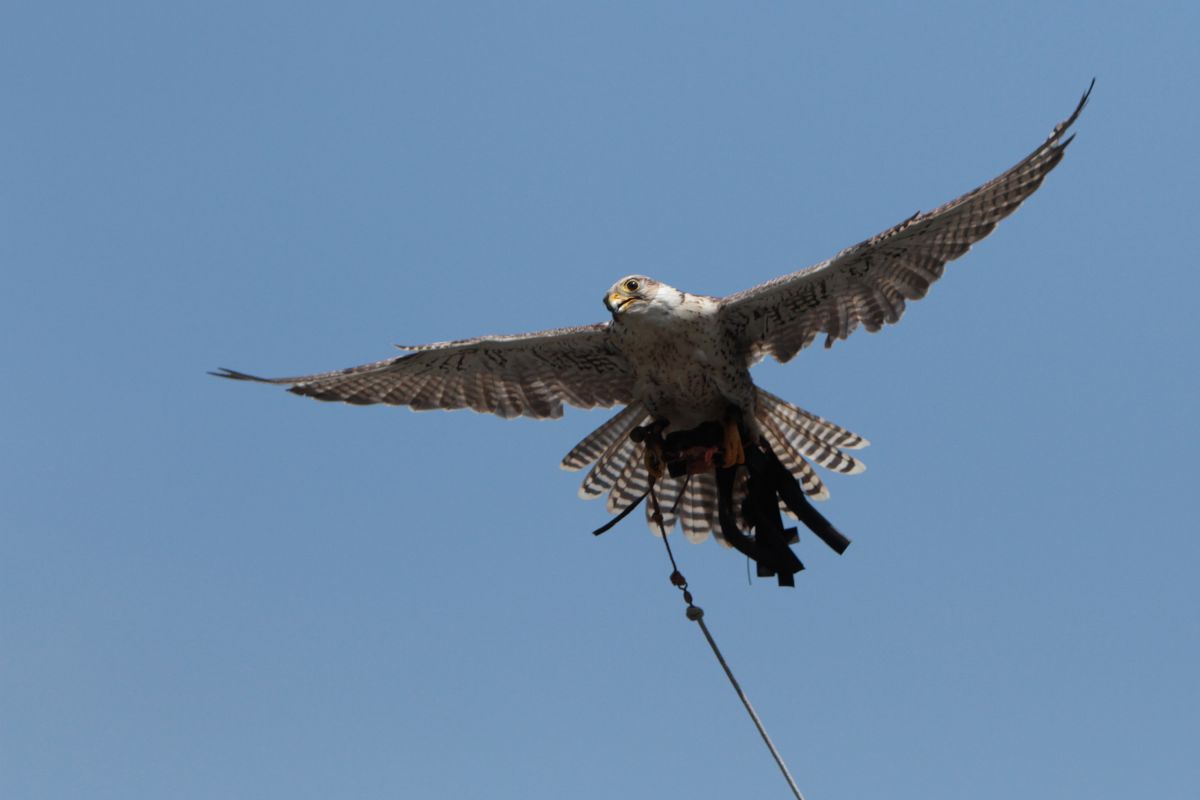 ちょっと捕まえましたよ... | GANREF