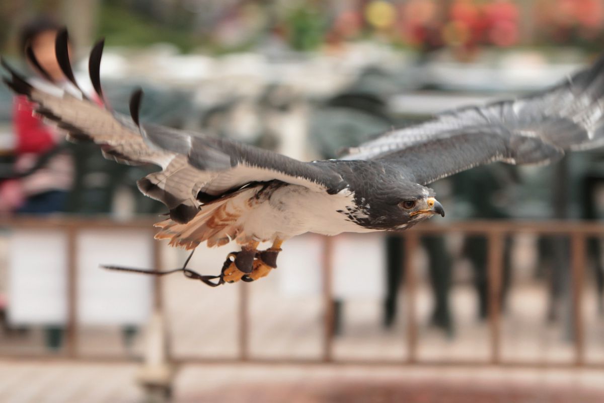 Bye Bye (@^^)/~~~ | GANREF