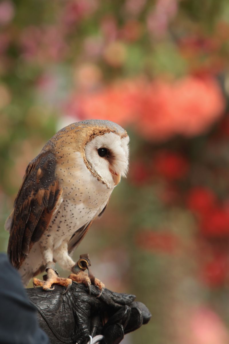 Strawberry Fields Forever | GANREF