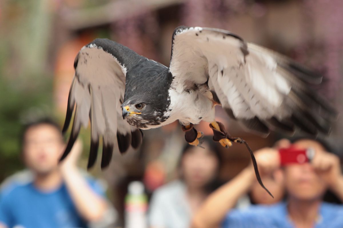 The Perfect Flight | GANREF