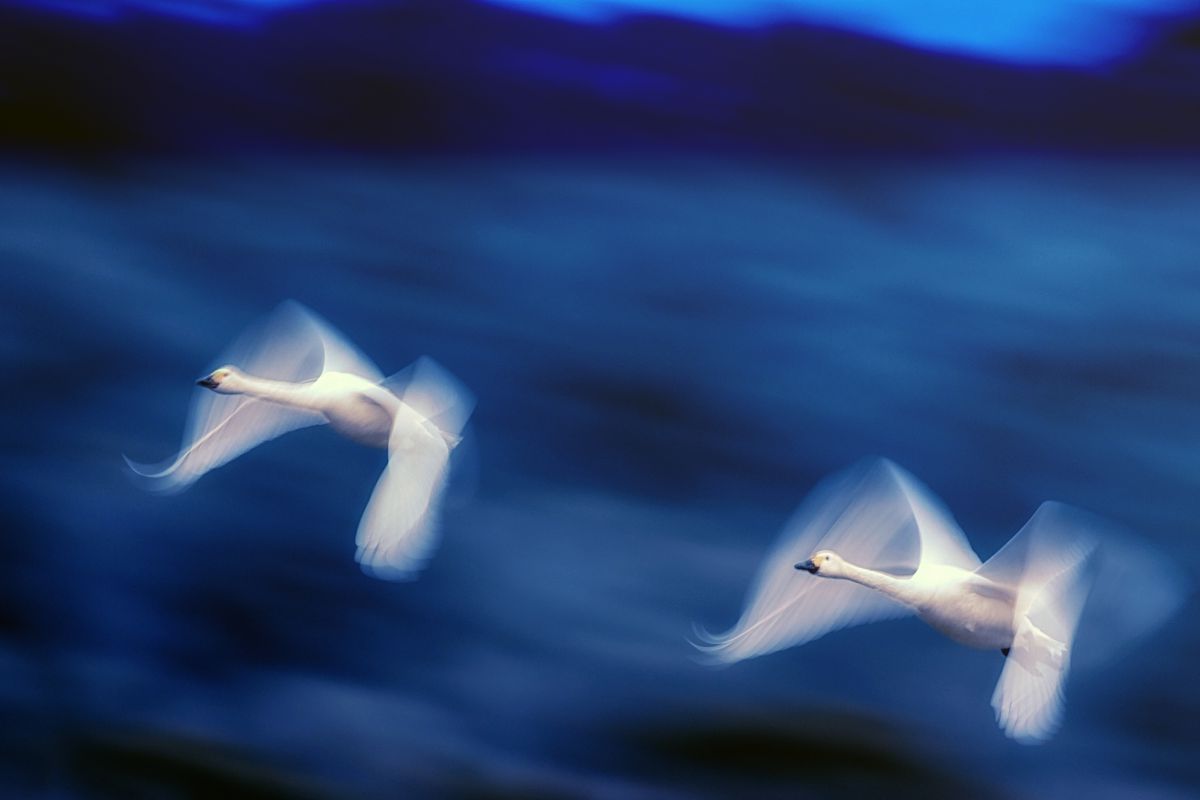 alone together | GANREF