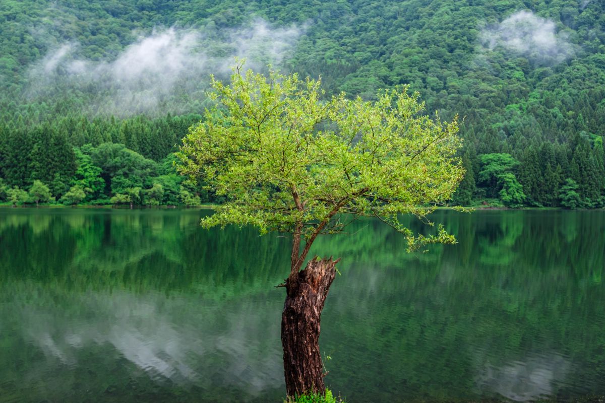 Green of summer | GANREF