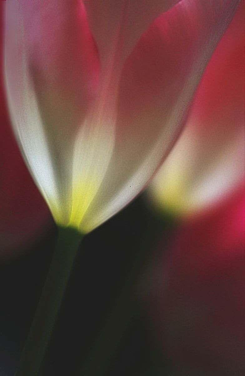 光が透けて | GANREF