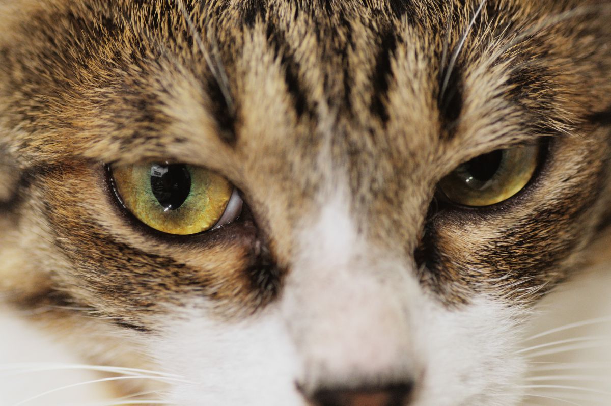 The eye of the Tora | GANREF