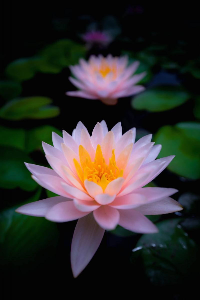 glossy pink | GANREF