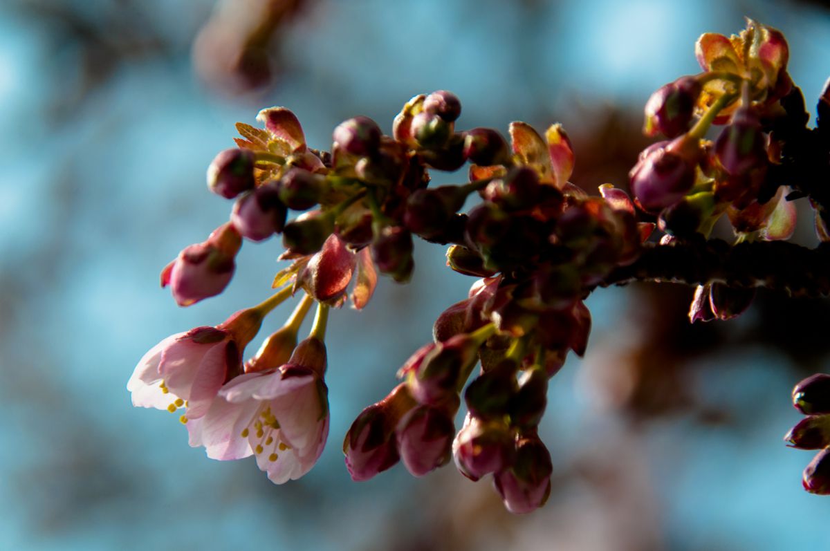 Early spring | GANREF