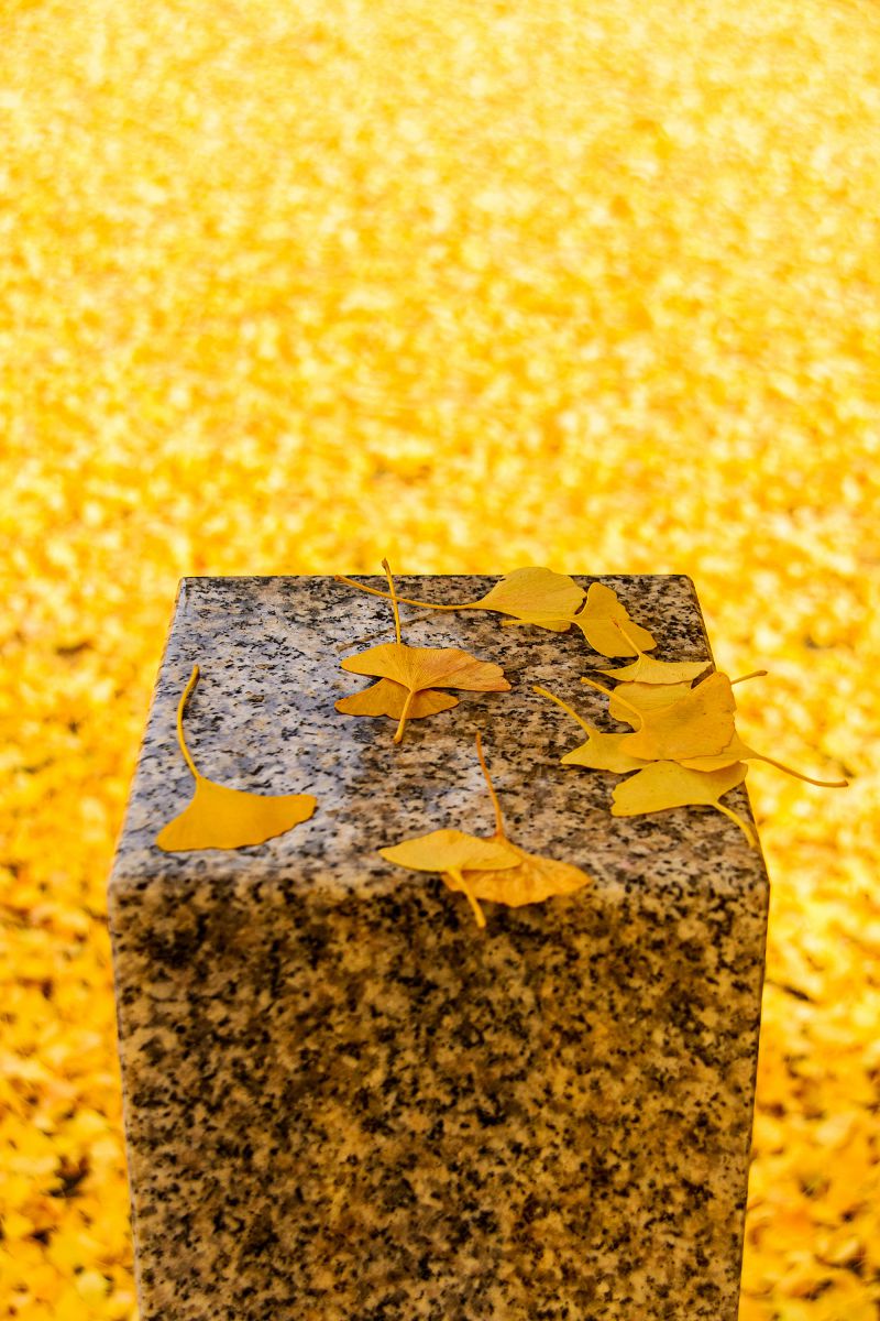 falling yellow part4 | GANREF