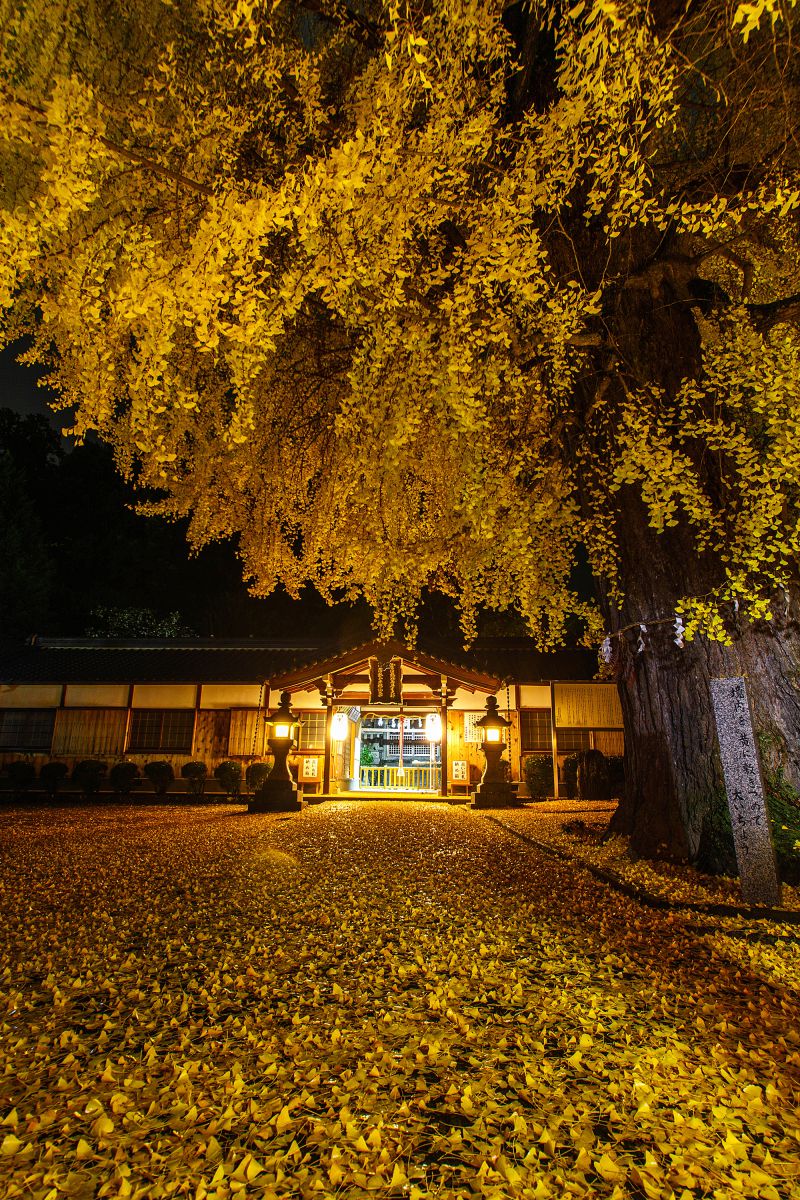 falling yellow part2 | GANREF