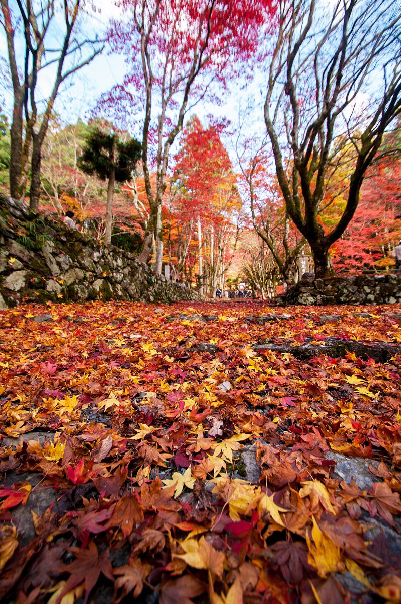 falling leaves | GANREF