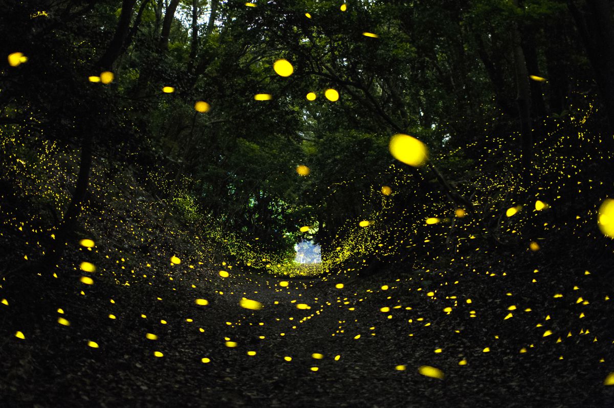 light corridor | GANREF