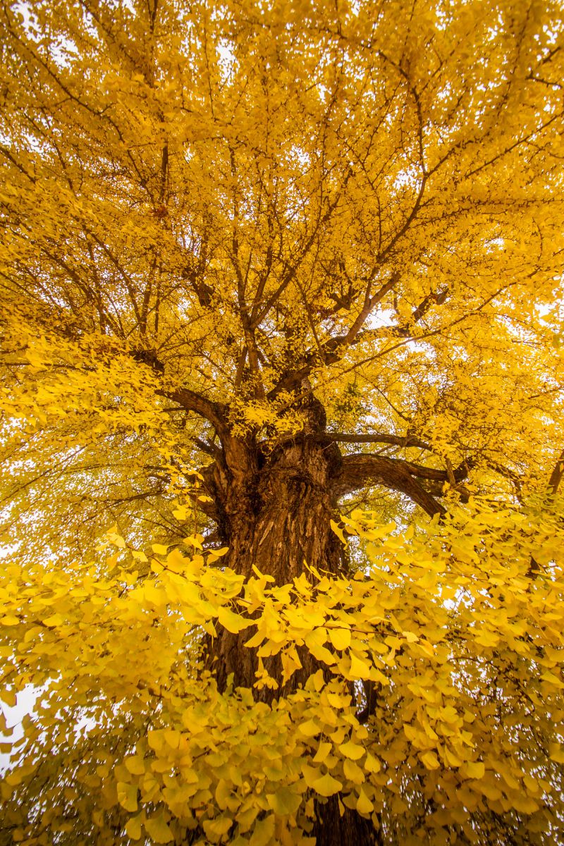 yellow jungle | GANREF