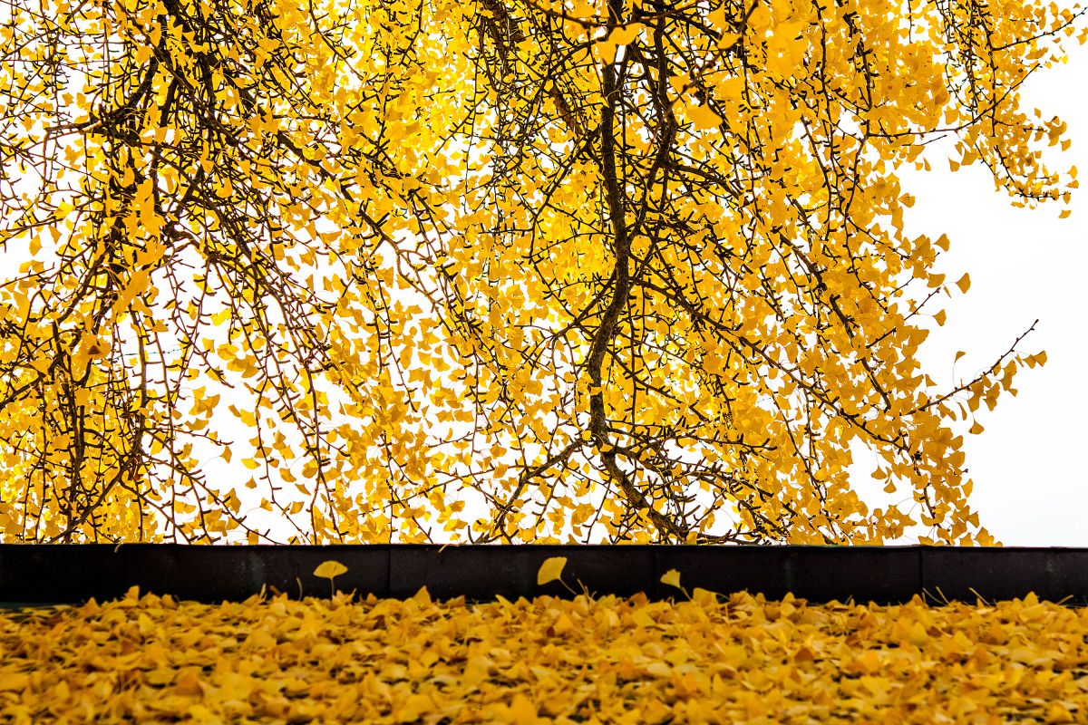 falling yellow part3 | GANREF