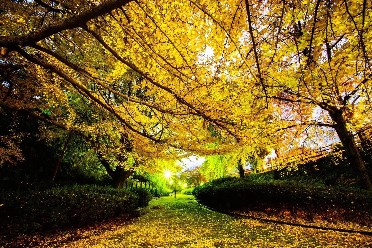 falling yellow | GANREF