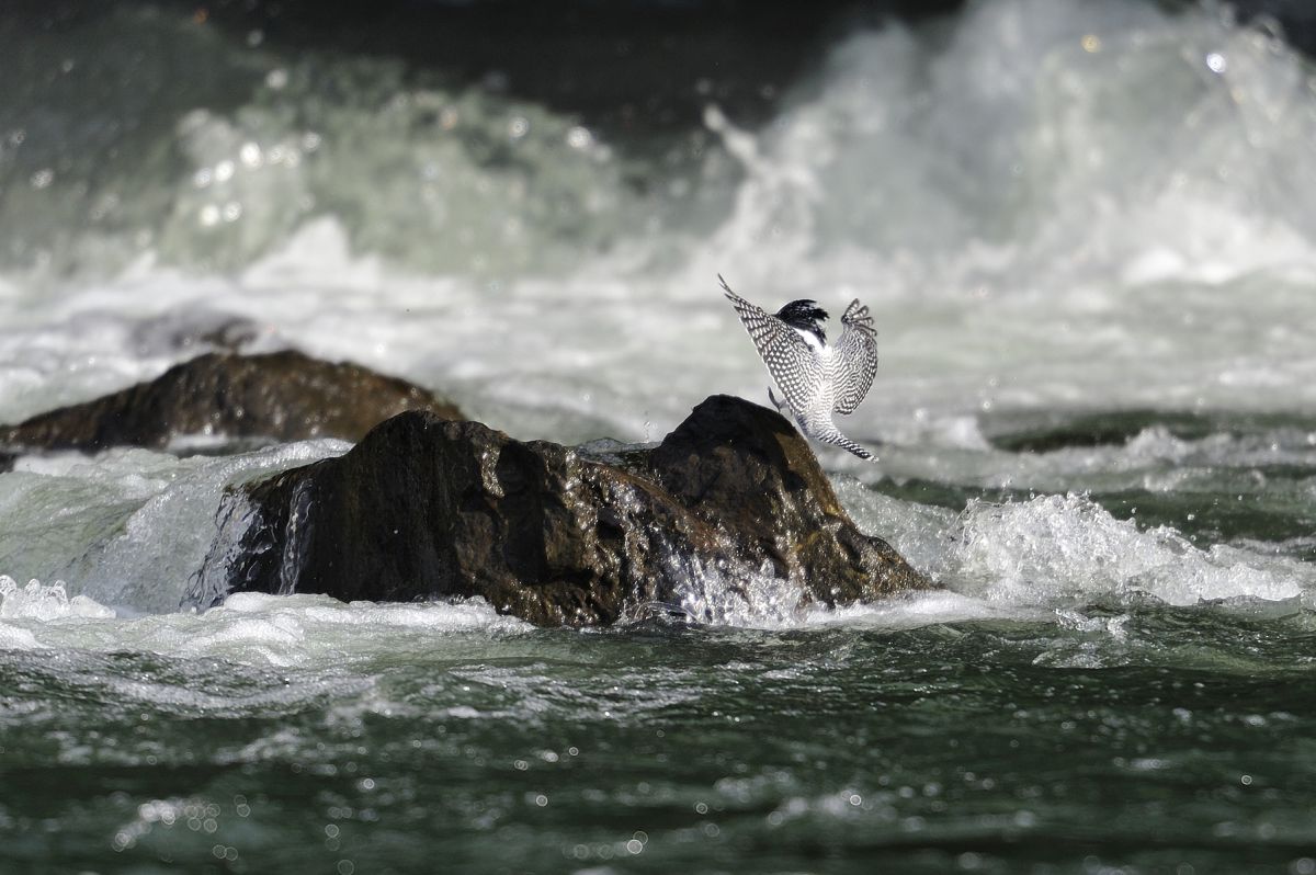 BANZAI - la tercera | GANREF