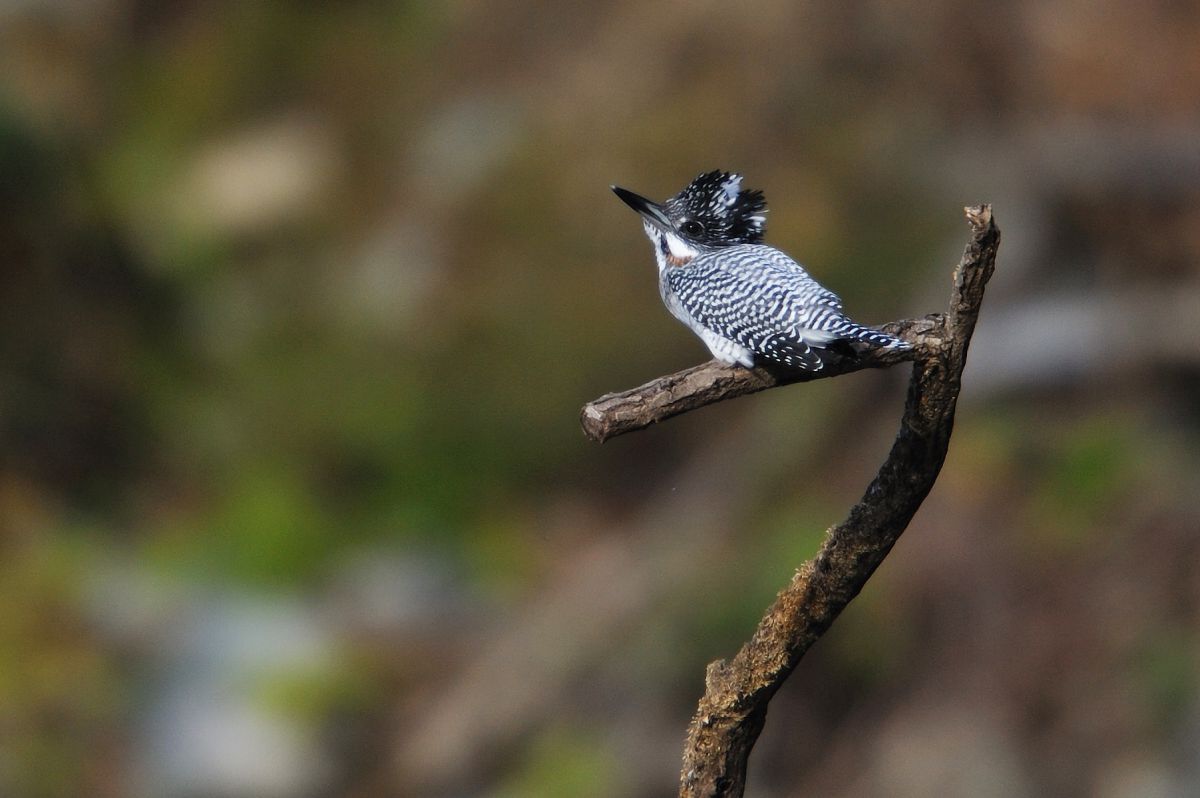 What are you looking up? | GANREF