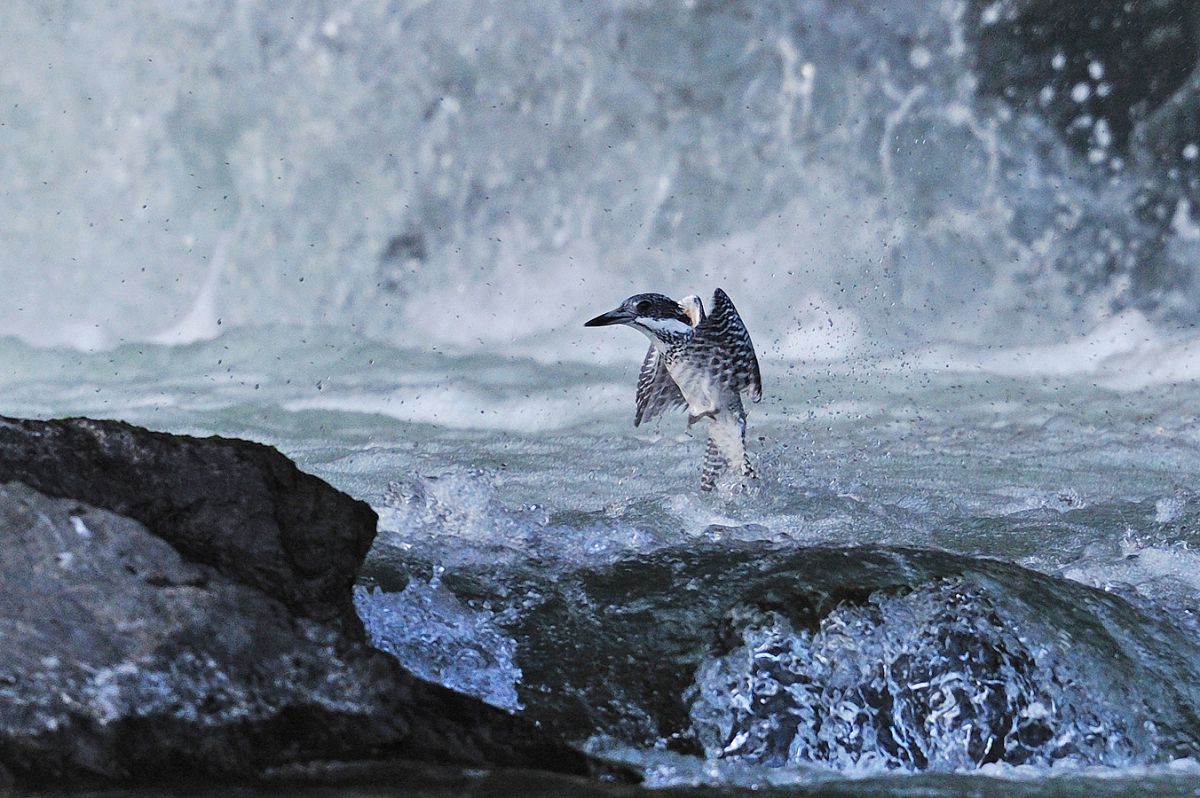 Jumping up from the water...10 | GANREF