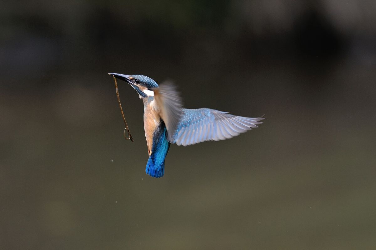 It's not my favorite fish! | GANREF