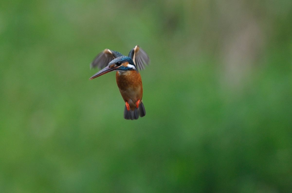 Angel wings_Hovering 8 | GANREF