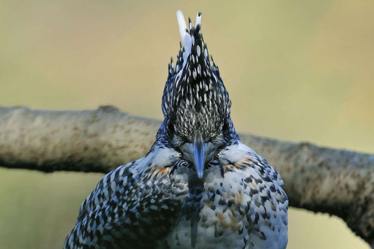 Playing a staring game...4 | GANREF