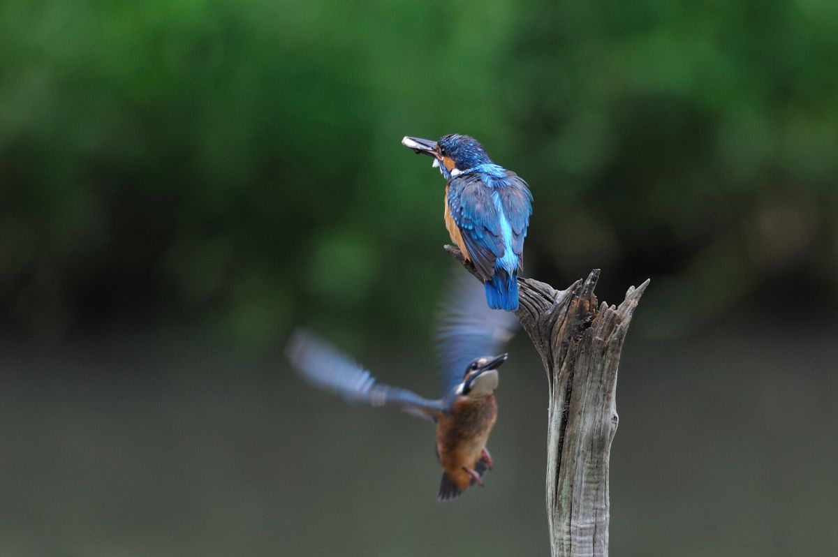 That's my fish, Daddy?_Part 4 | GANREF