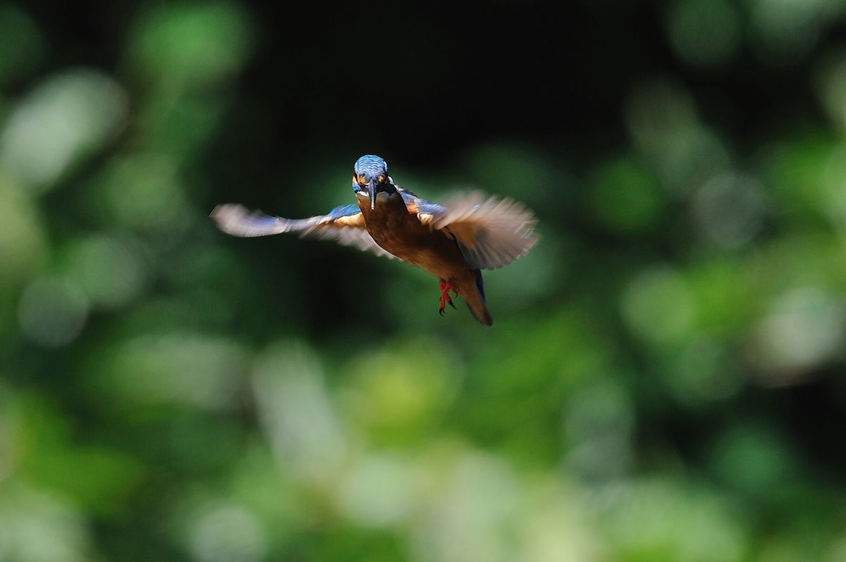 Hovering 16 | GANREF